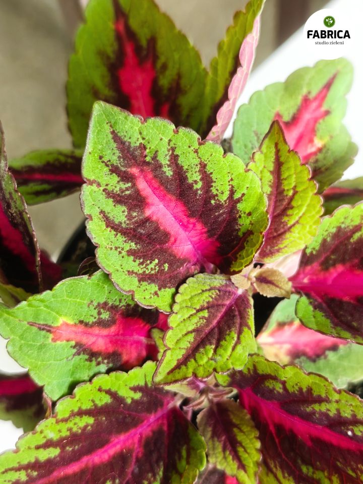 Koleus / Coleus Ruby Road -niezwykła roślina tropikalna