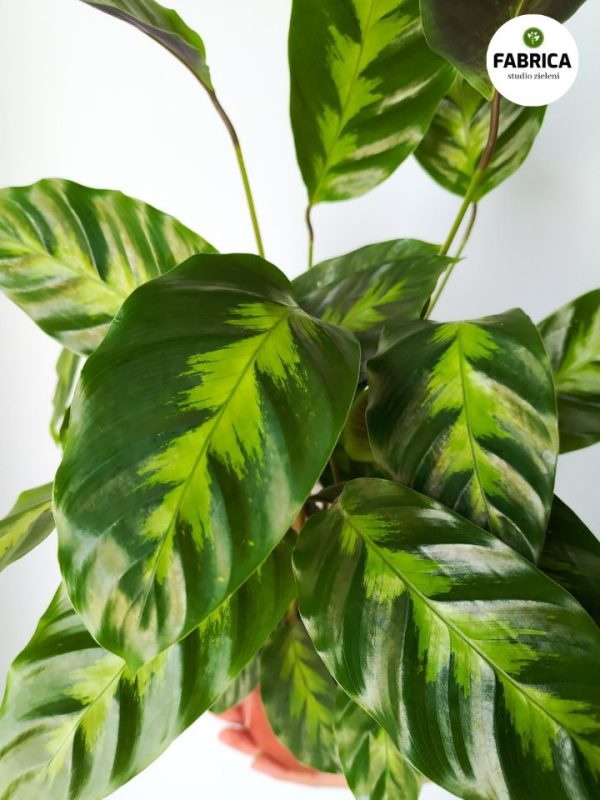 Calathea Misto - rośliny o pięknym wybarwieniu liści