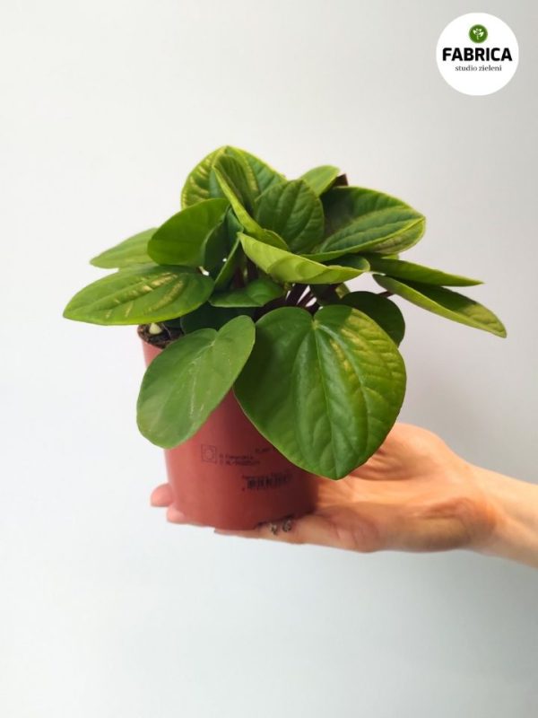Peperomia Rana Verde - wyjątkowe rośliny doniczkowe do domu