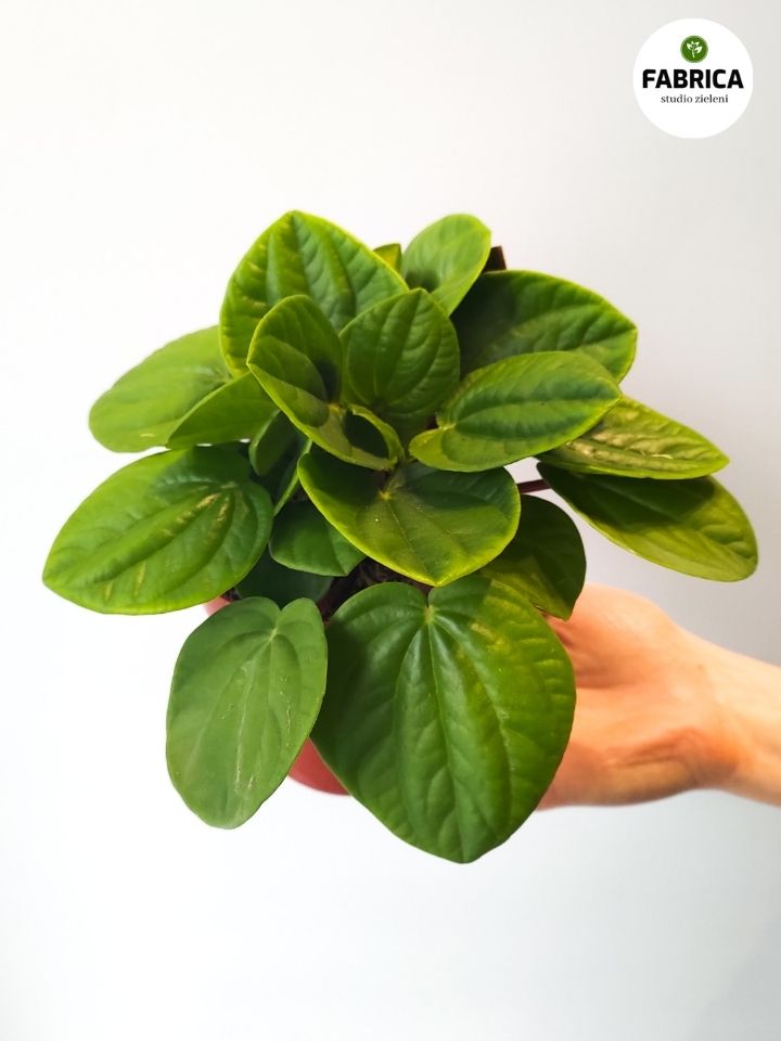 Peperomia Rana Verde - wyjątkowe rośliny doniczkowe do domu