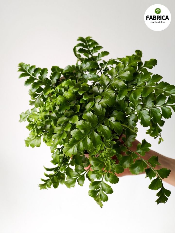 Asplenium parvati - wyjątkowe liściaste rośliny doniczkowe