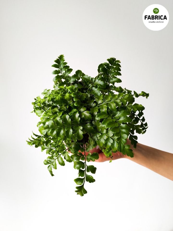 Asplenium parvati - wyjątkowe liściaste rośliny doniczkowe