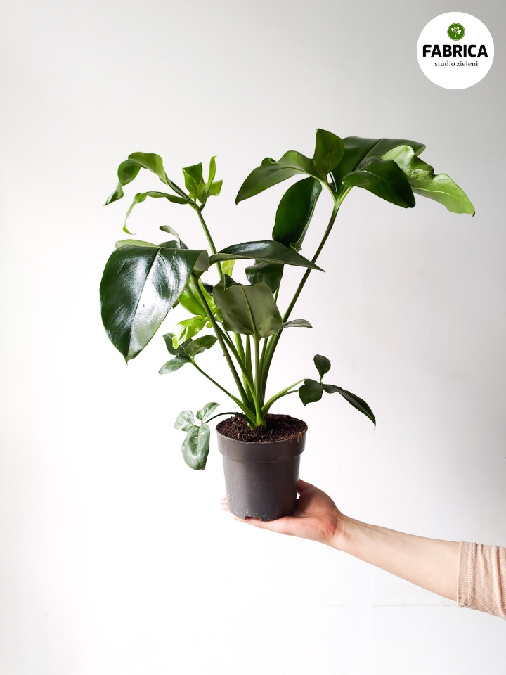 Philodendron Fun Bun - rośliny tropikalne do Twojego domu