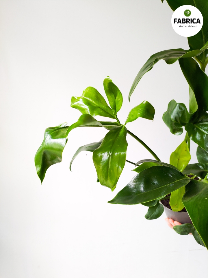 Philodendron Fun Bun - rośliny tropikalne do Twojego domu