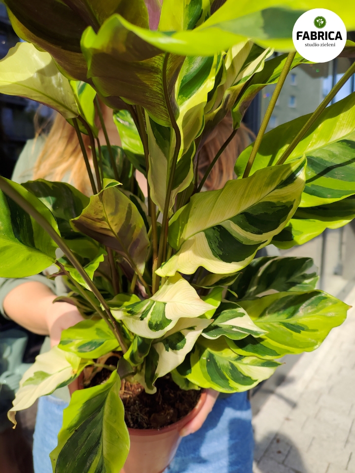 Calathea Yellow Fusion - roślina kolekcjonerska do domu