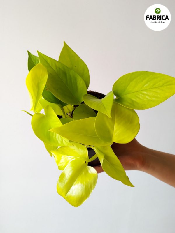 Epipremnum Neon - rośliny wiszące i pnącza do domu