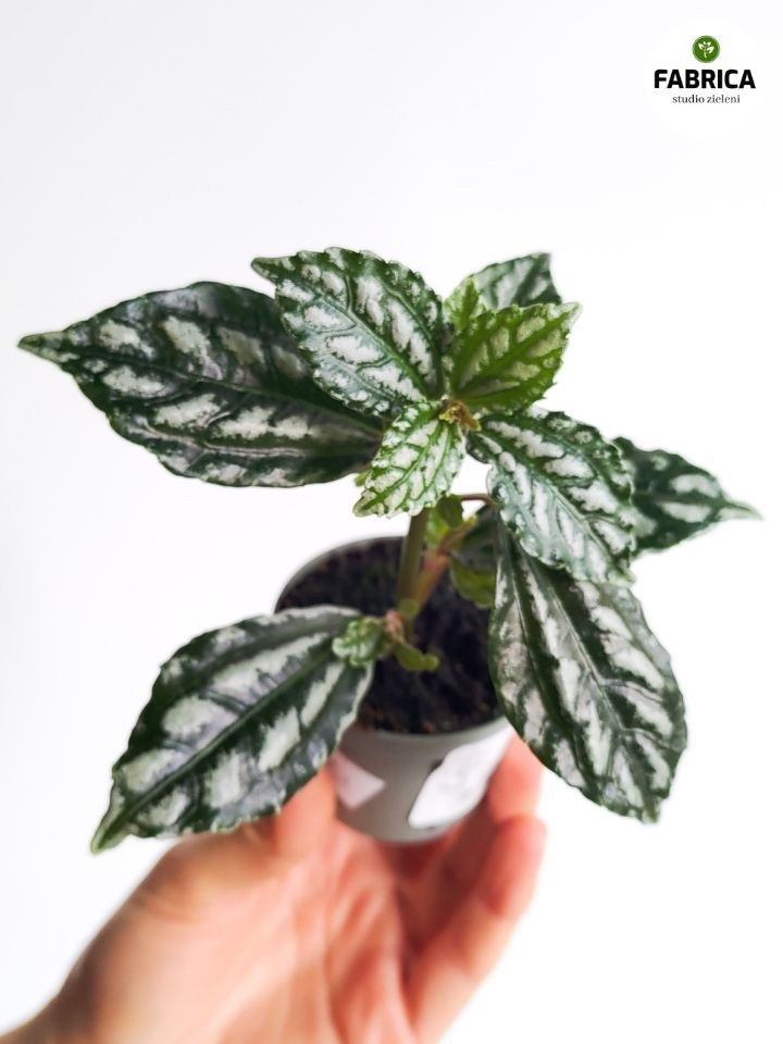 Pilea cadierei Silver - oryginalne rośliny doniczkowe