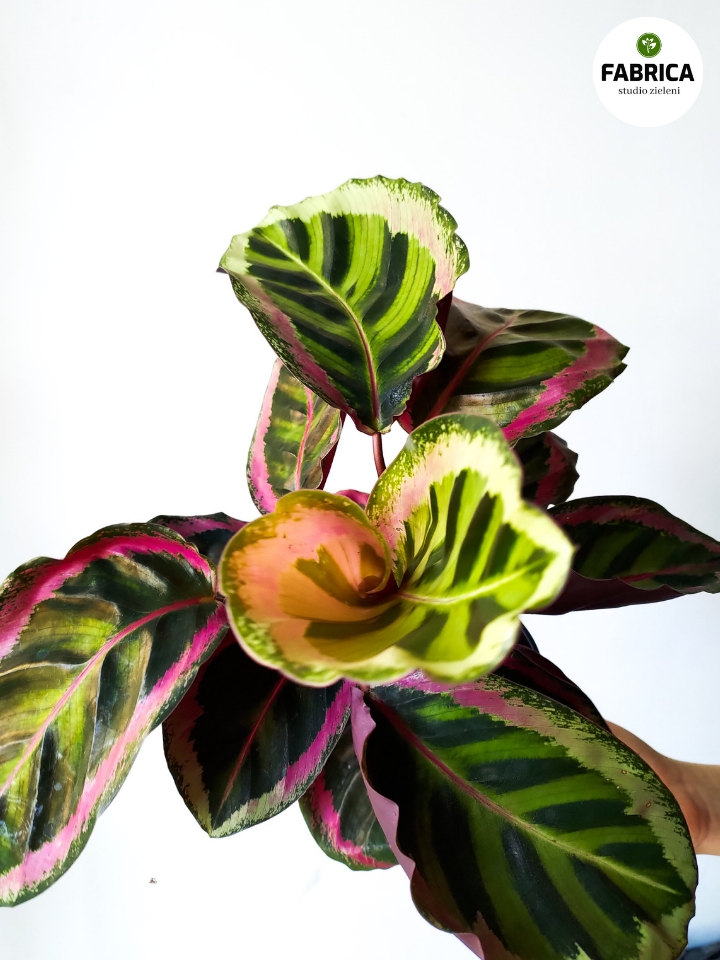 Calathea roseopicta Angela - rośliny o kolorowych liściach