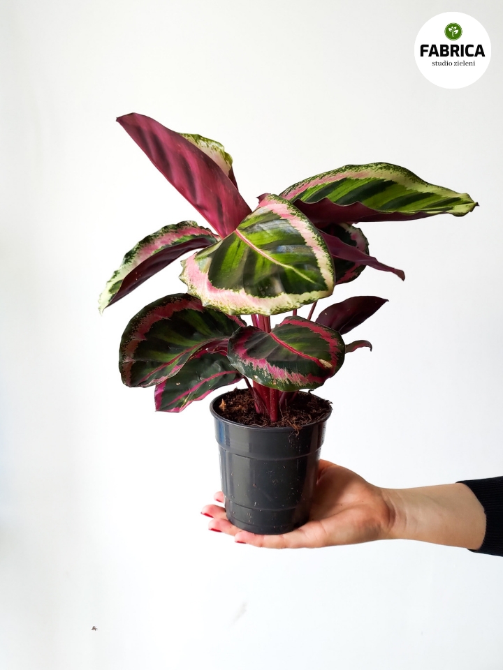Calathea roseopicta Angela - rośliny o kolorowych liściach