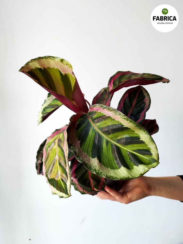 Calathea roseopicta Angela - rośliny o kolorowych liściach