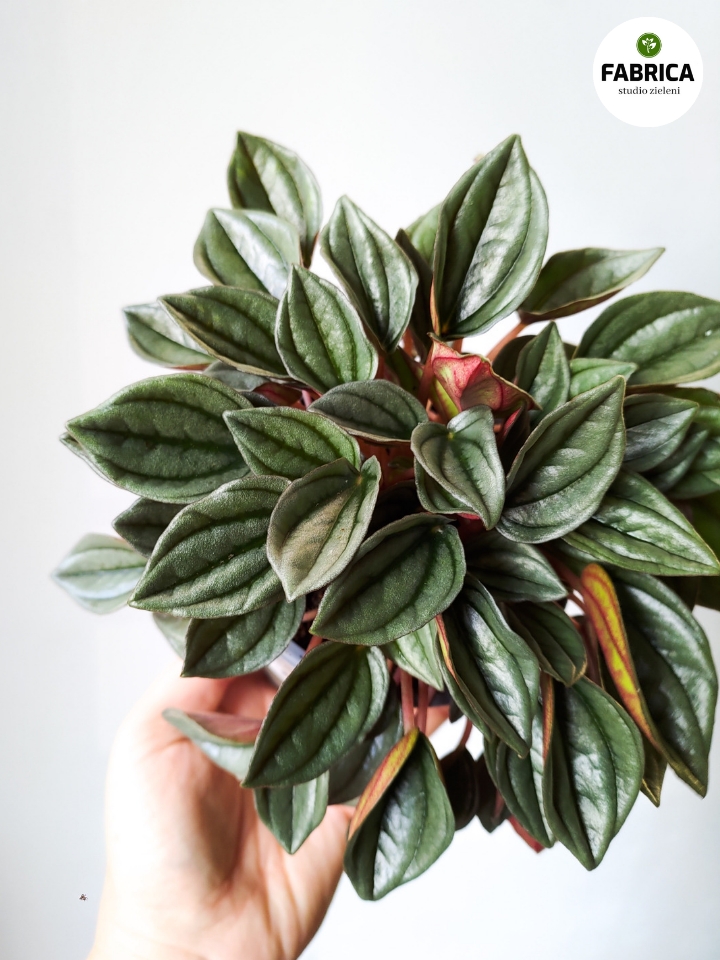 Peperomia 'Silver Shine' - roślina tropikalna do domu