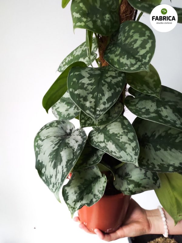 Scindapsus pictus trebie - rośliny wiszące do Twojego domu