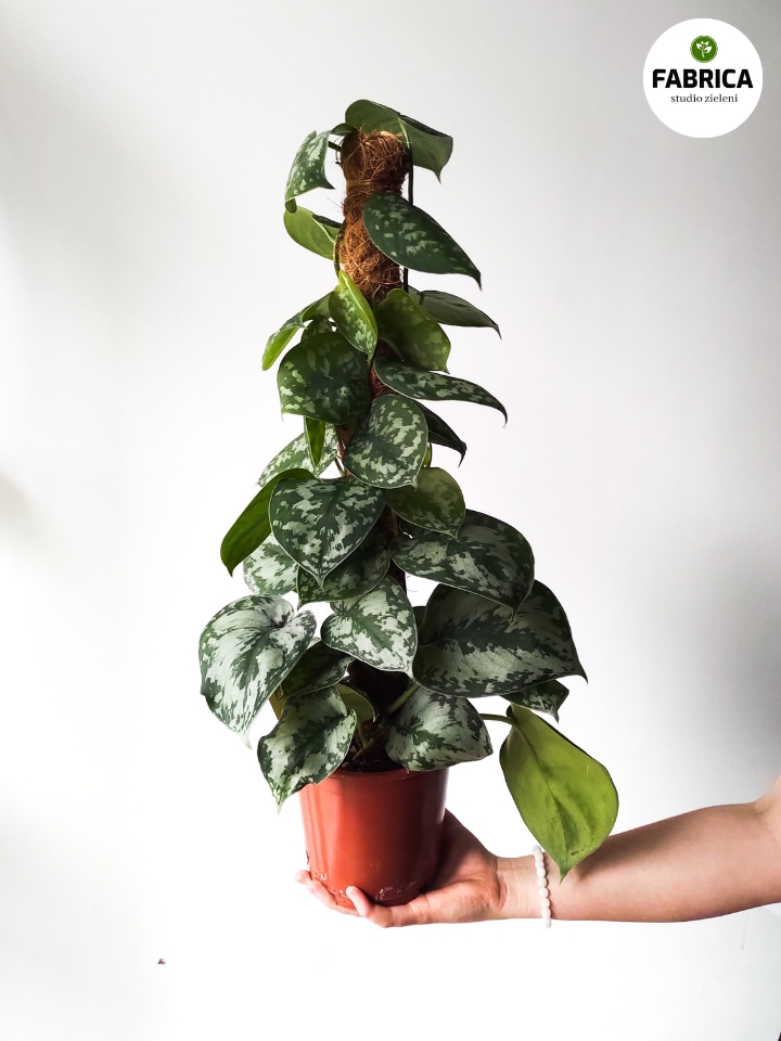 Scindapsus pictus trebie - rośliny wiszące do Twojego domu