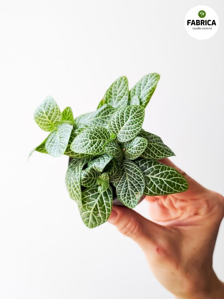 Fittonia mini white - kolorowe rośliny do domu