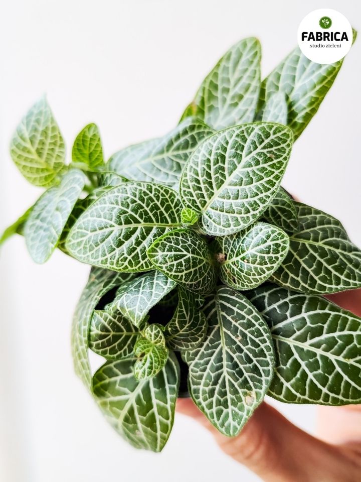 Fittonia mini white - kolorowe rośliny do domu