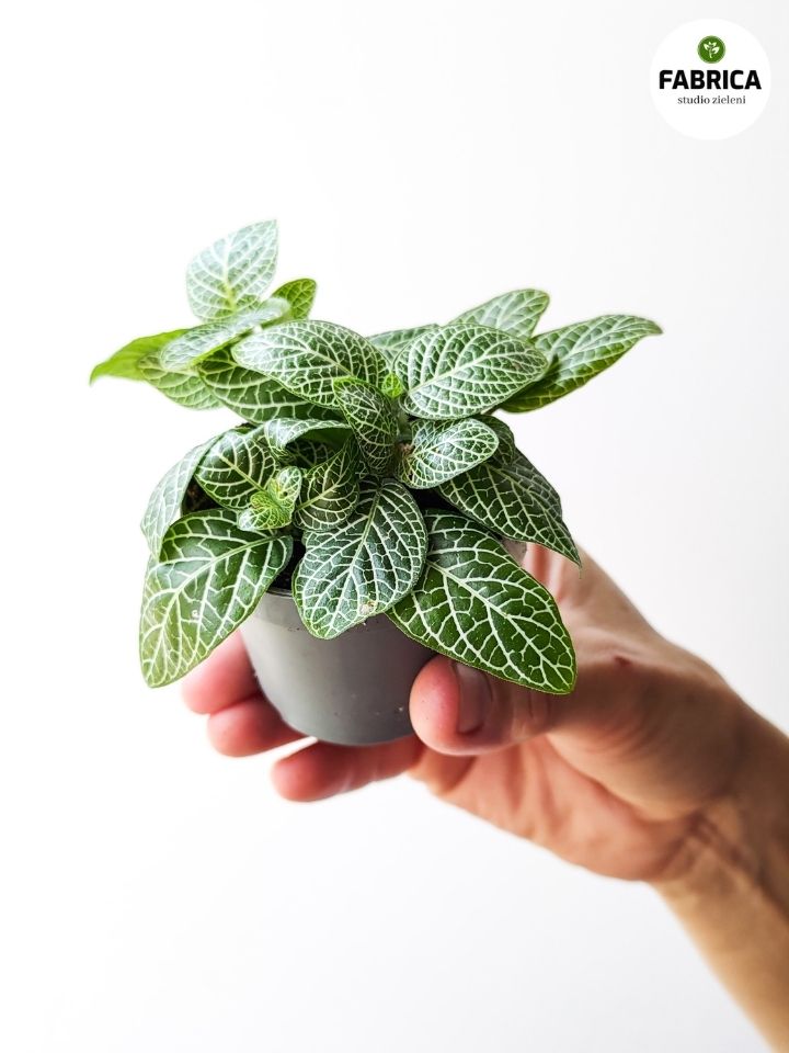 Fittonia mini white - kolorowe rośliny do domu