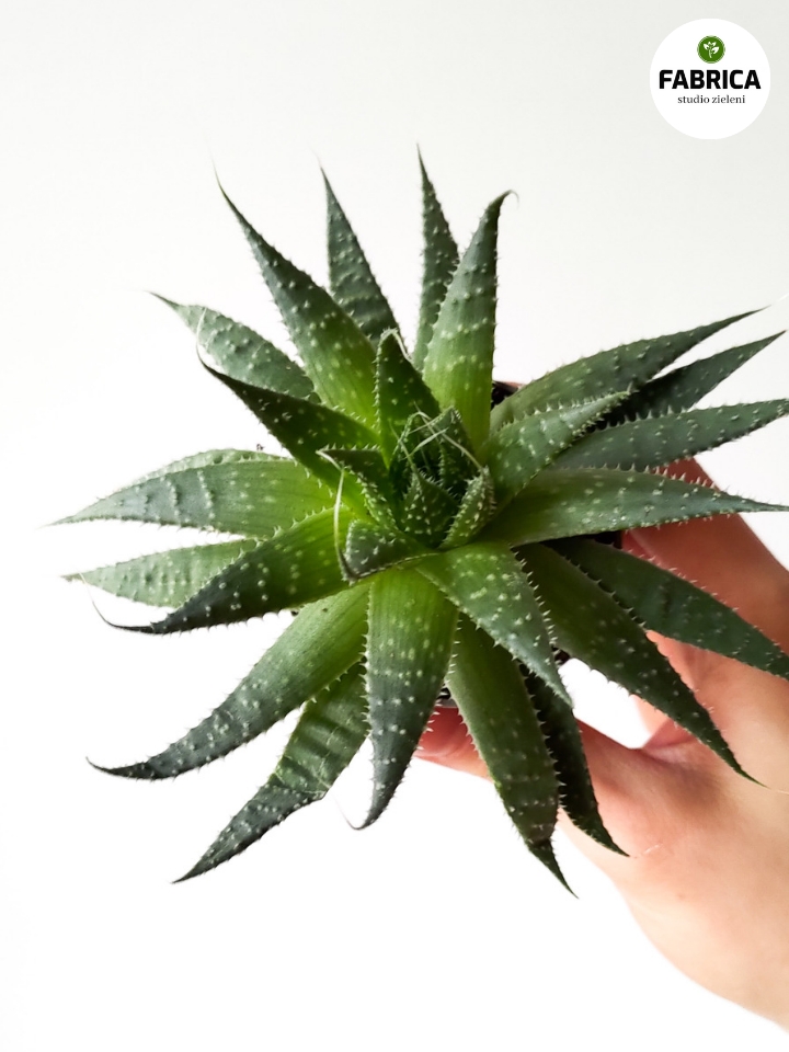 Aloes / Aloe aristata - rośliny lecznicze do Twojego domu