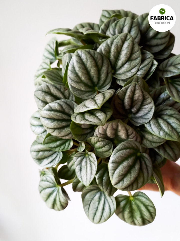 Peperomia Moonlight - ciekawa roślina do Twojego domu