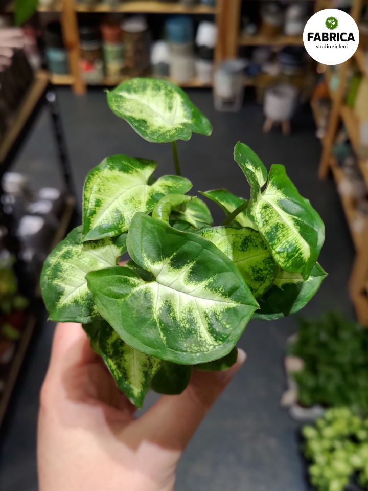 Syngonium Pixie - roślina doniczka o ciekawym wybarwieniu