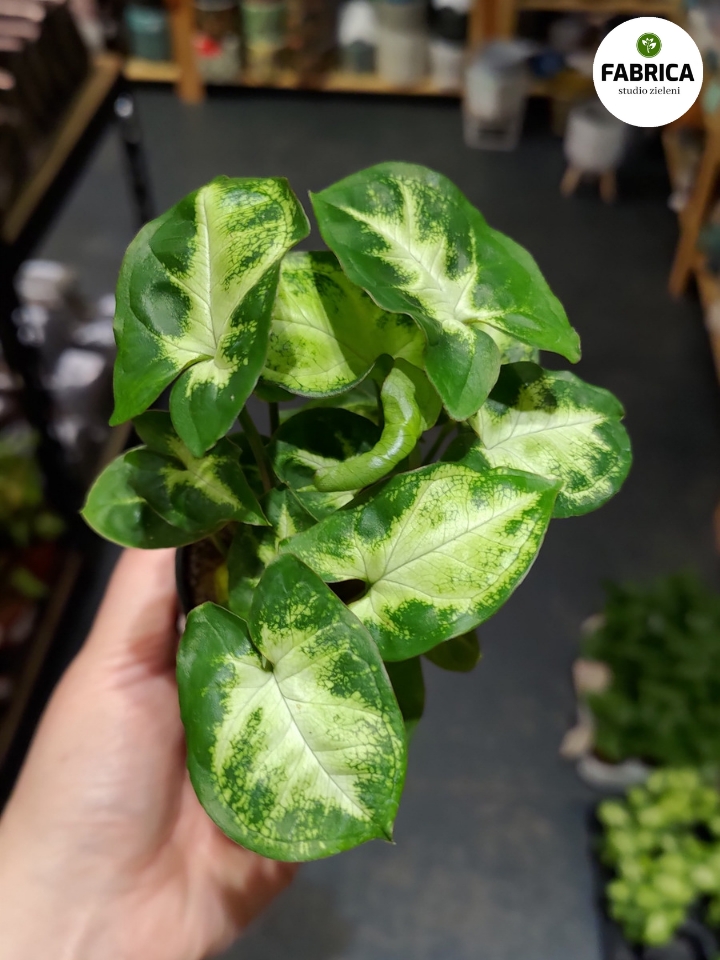 Syngonium Pixie - roślina doniczka o ciekawym wybarwieniu