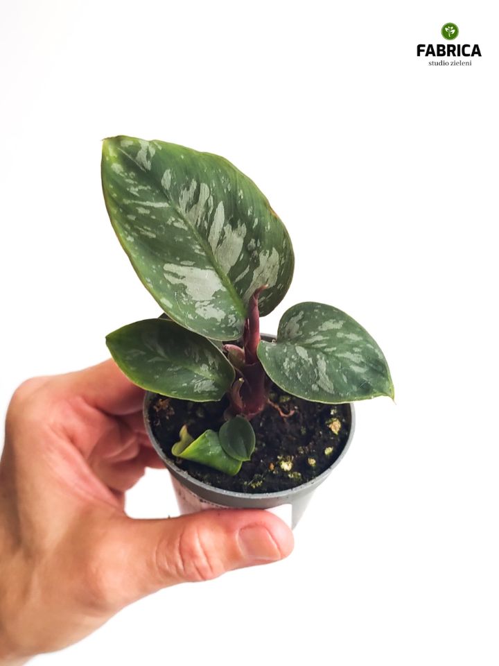 Apoballis acuminata - kolorowe rośliny do Twojego domu