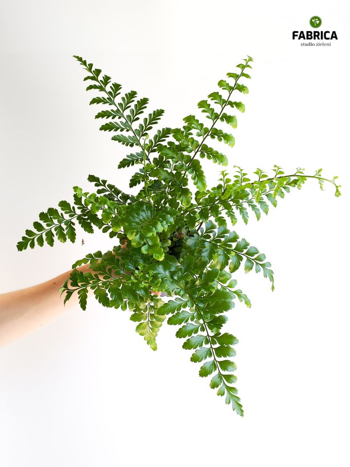 Asplenium parvati - wyjątkowe liściaste rośliny doniczkowe