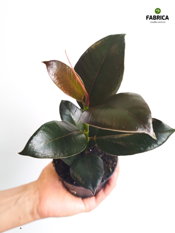Ficus elastica Melany - rośliny łatwe w pielęgnacji do domu