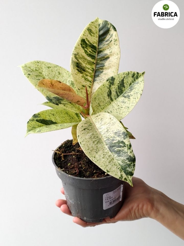 Ficus Shivereana / Fikus - ciekawe rośliny do Twojego domu