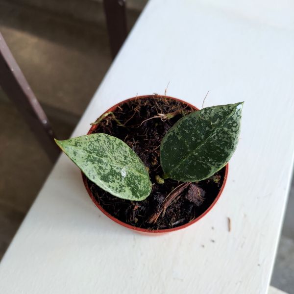 Hoja / Hoya Leopard Skin - rośliny łatwe w pielęgnacji