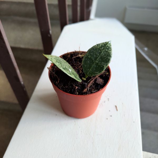 Hoja / Hoya Leopard Skin - rośliny łatwe w pielęgnacji