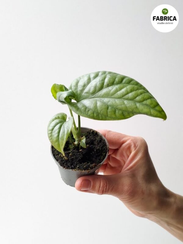 Amydrium medium Silver - rośliny tropikalne