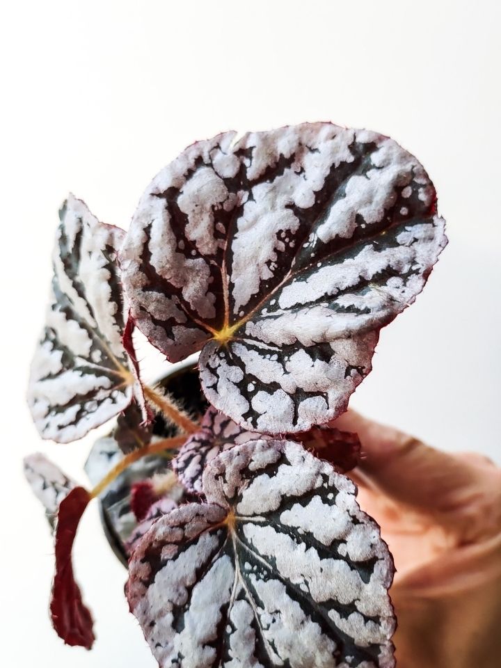 Begonia rex - Oryginalne liście, łatwa w pielęgnacji