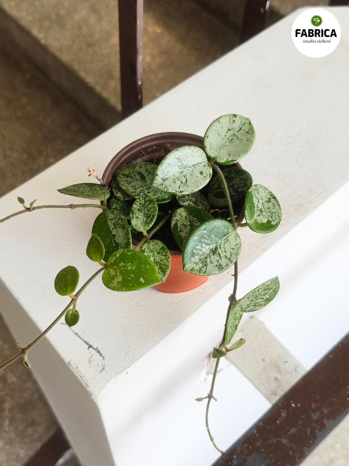 Hoja / Hoya Matilde Splash rośliny doniczkowe do domu