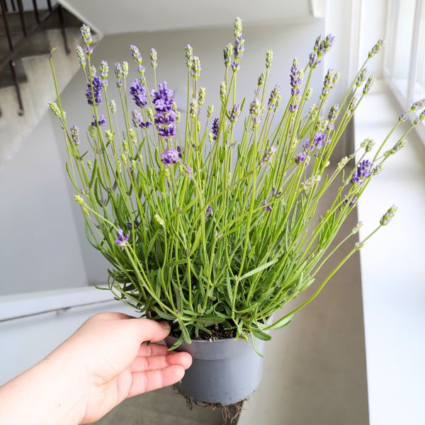 Lavandula / Lawenda angustifolia Essence Purple fioletowa