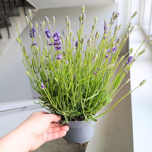 Lavandula / Lawenda angustifolia Essence Purple fioletowa