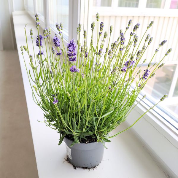 Lavandula / Lawenda angustifolia Essence Purple fioletowa